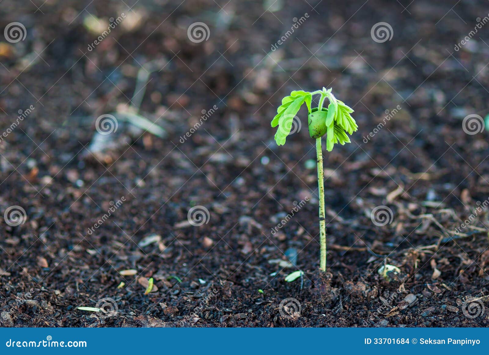 Small plant on dead soil stock photo. Image of macro - 33701684
