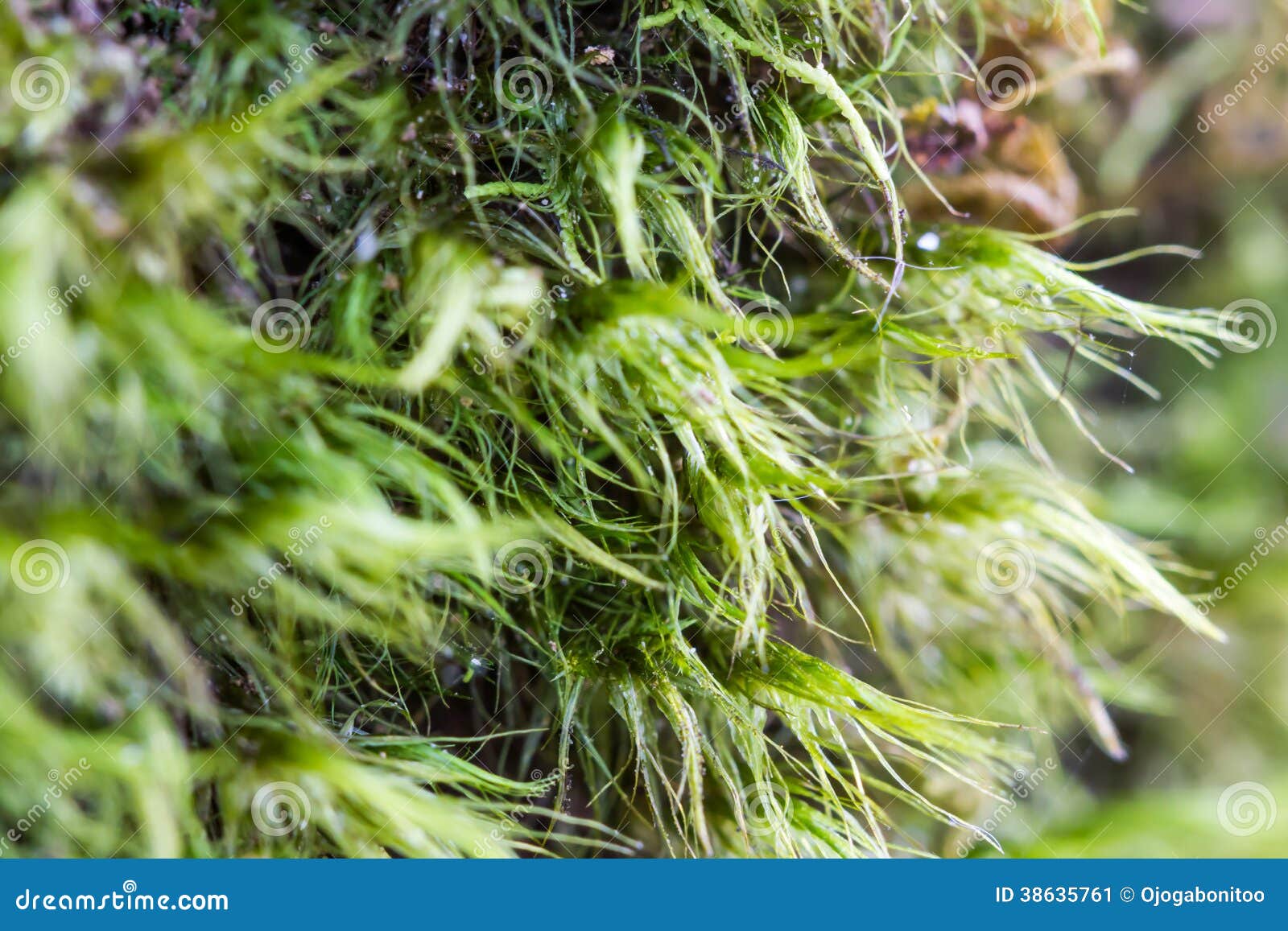 Small plant in the forest stock image. Image of plants - 38635761