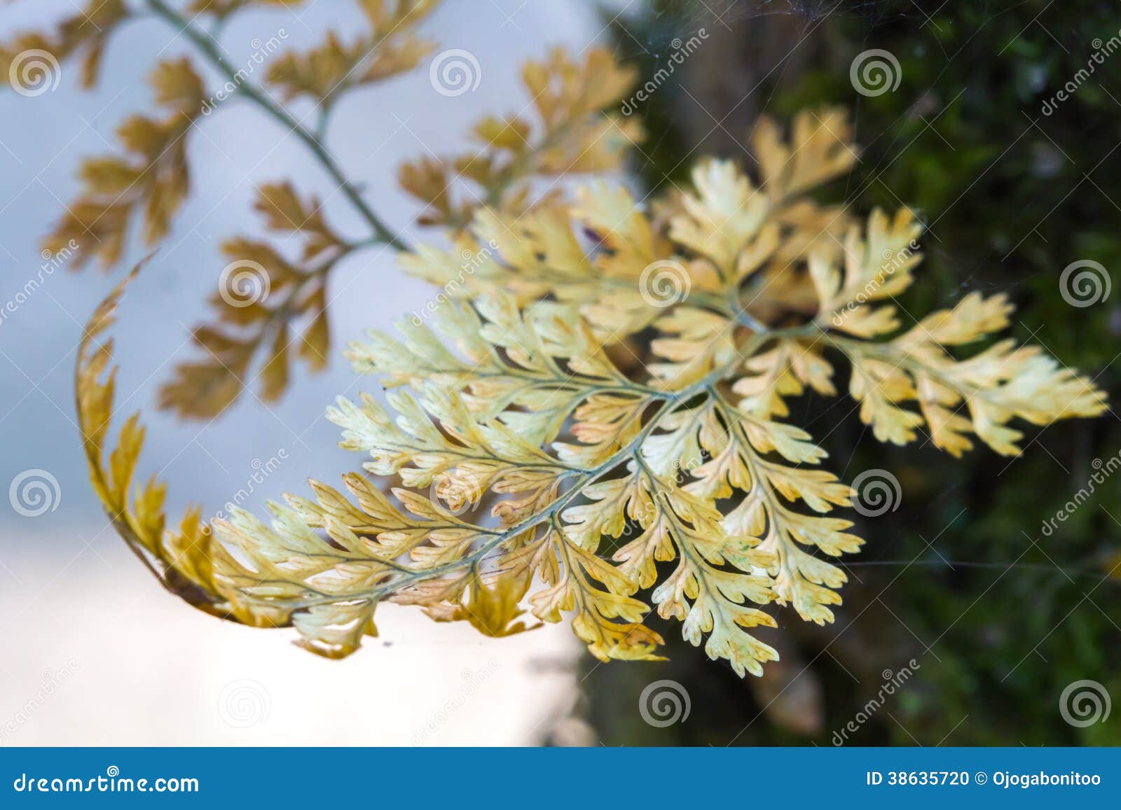 Small plant in the forest stock photo. Image of green - 38635720