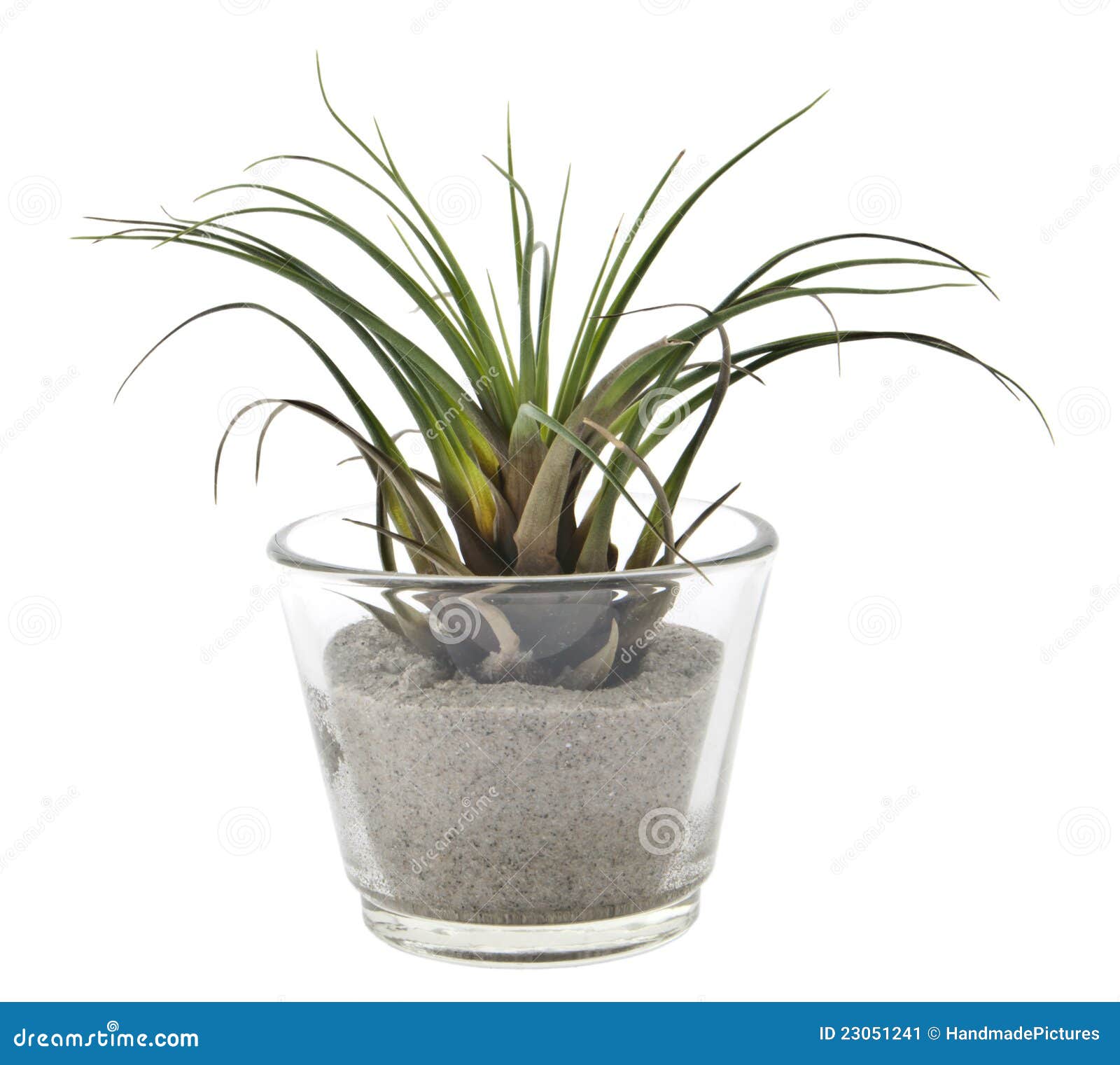 Small plant in glass stock image. Image of white, leafs - 23051241