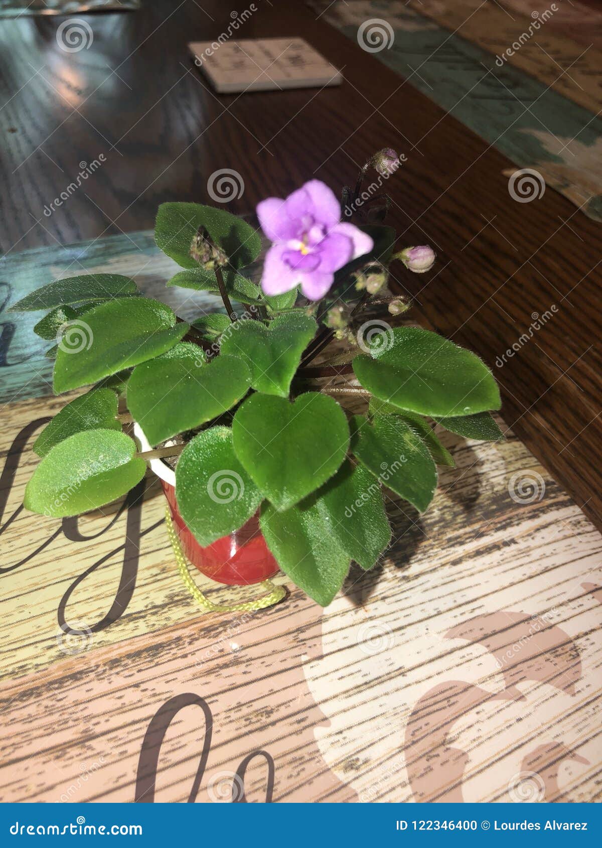 Mini violet stock photo. Image of small, plant, mini - 122346400