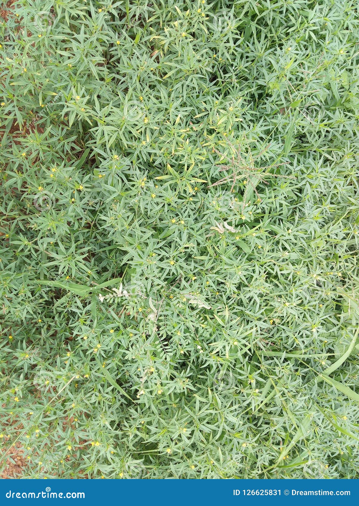 Small plant stock image. Image of plants, nature, greenery - 126625831