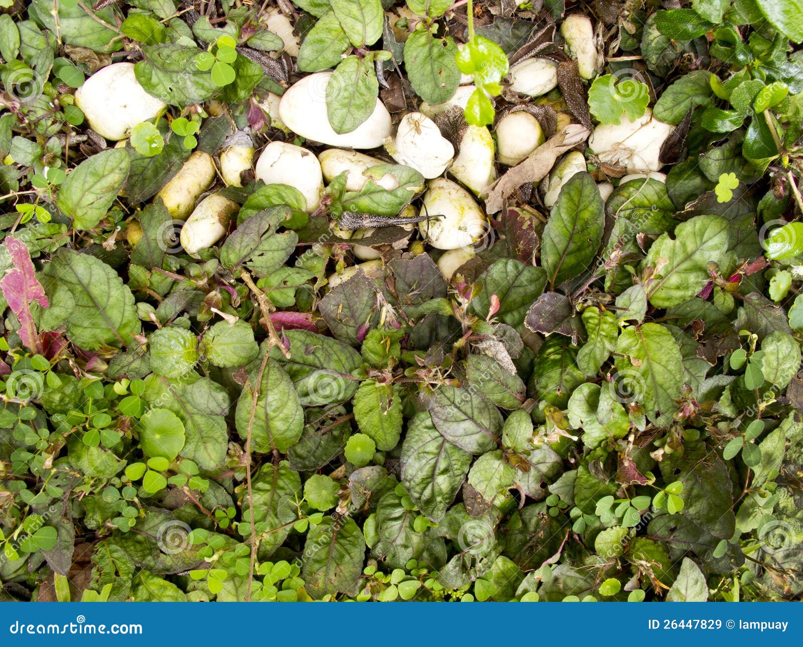 Small Plant Grow on Ground with White Rock Stock Image - Image of fresh ...