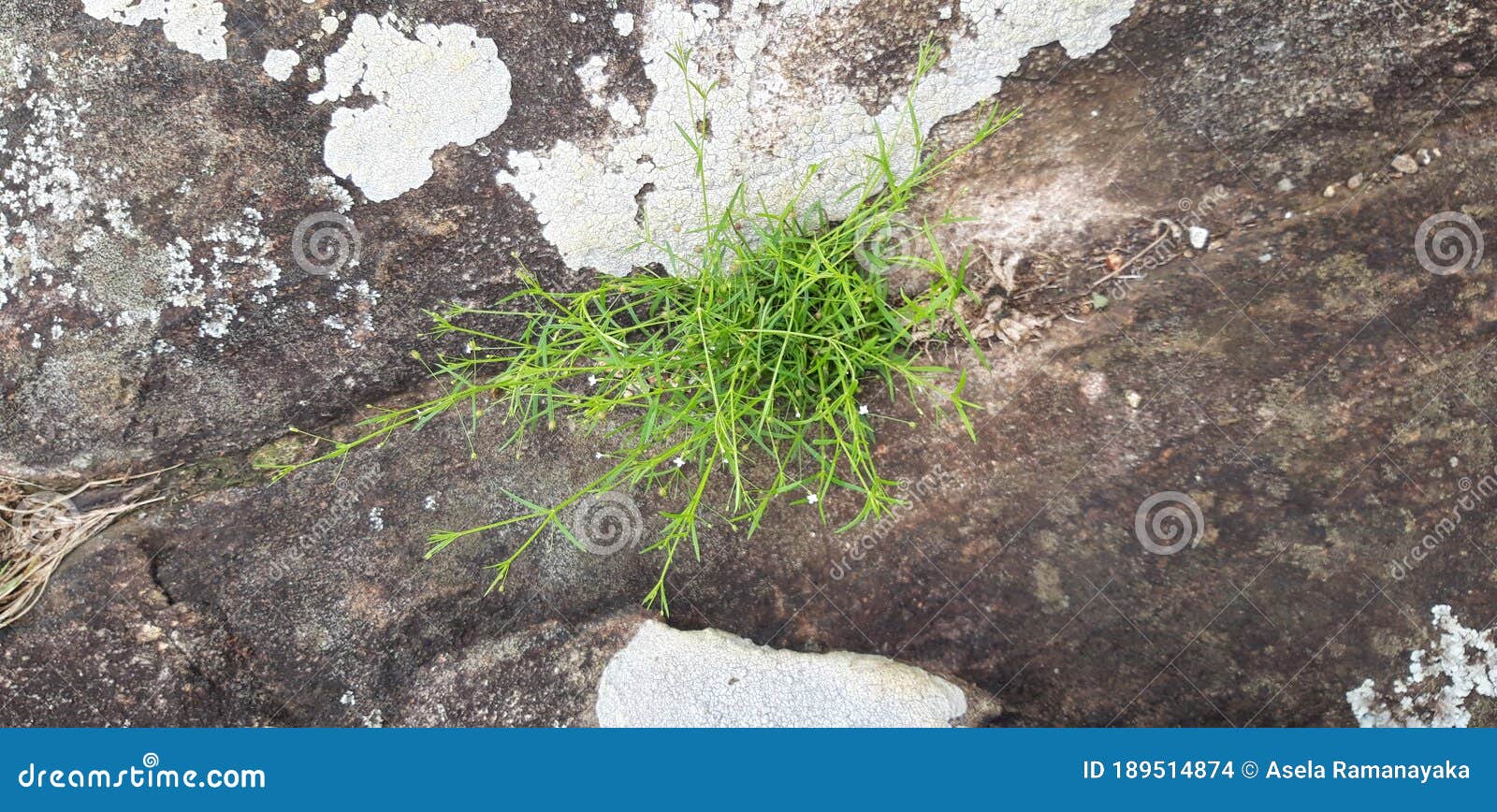 Small Plant Grow Up on Crack Rock Stock Photo - Image of lawn, soil ...