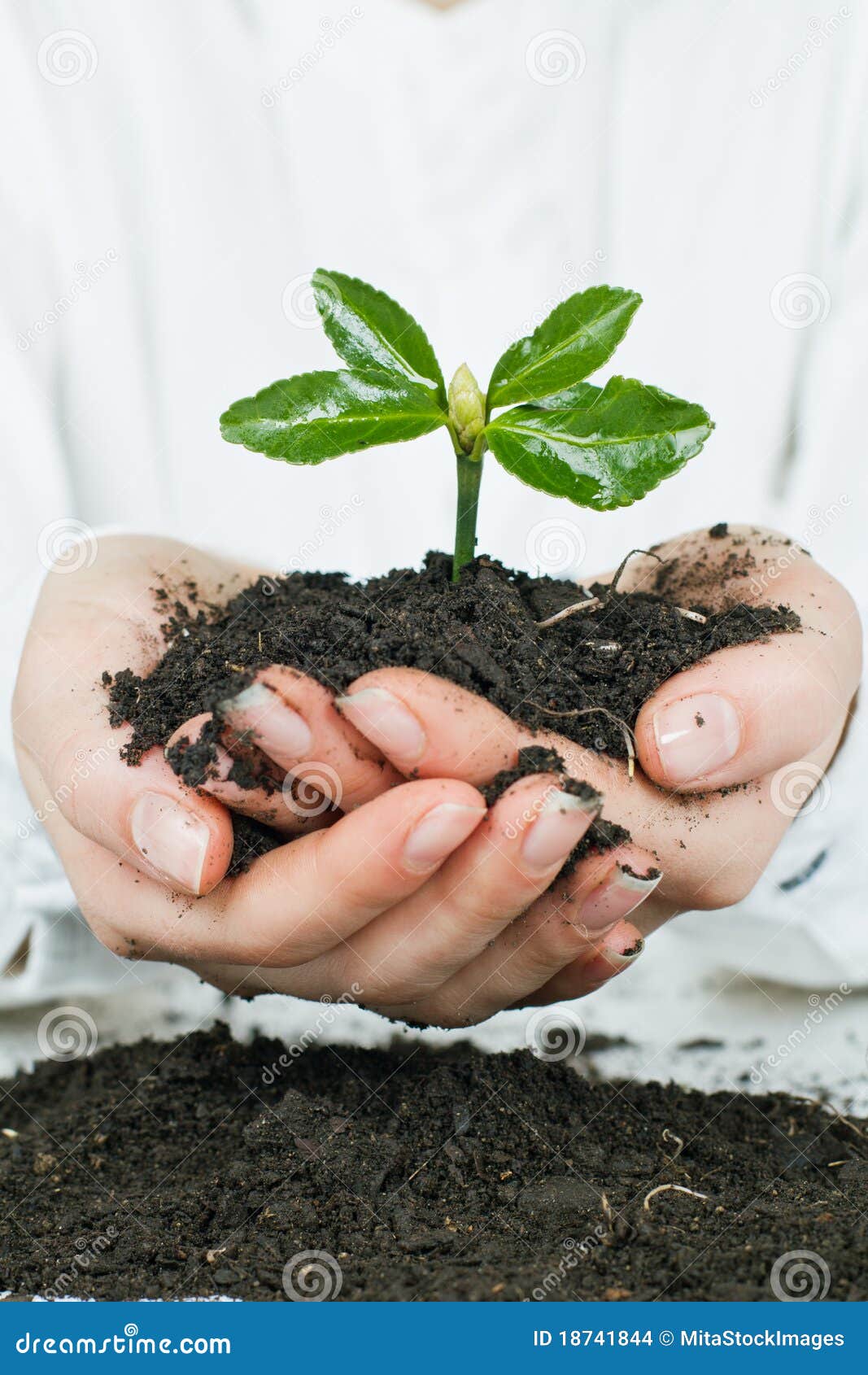 Small plant growing stock photo. Image of hope, develop - 18741844