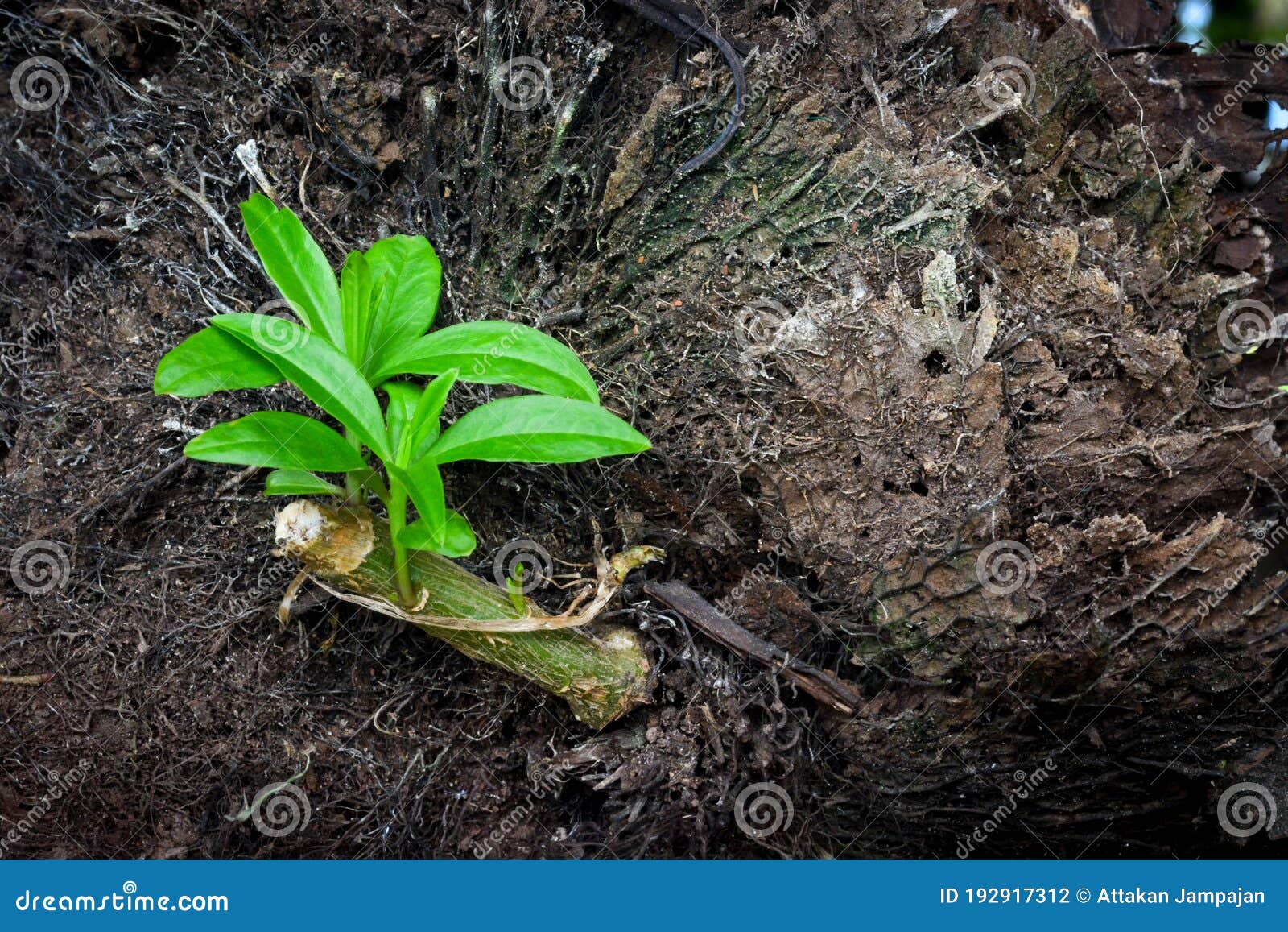 Small Plant Growing on Dead Trees Stock Photo - Image of grow ...