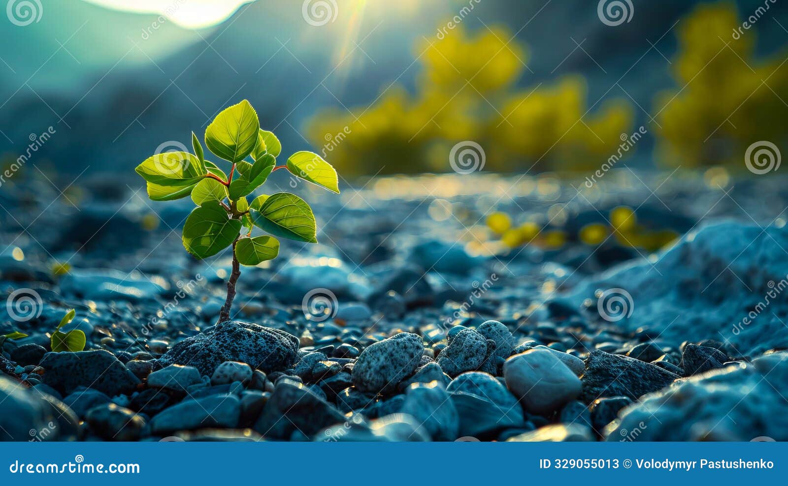 A Small Plant Growing Out of a Pile of Rocks Stock Image - Image of ...
