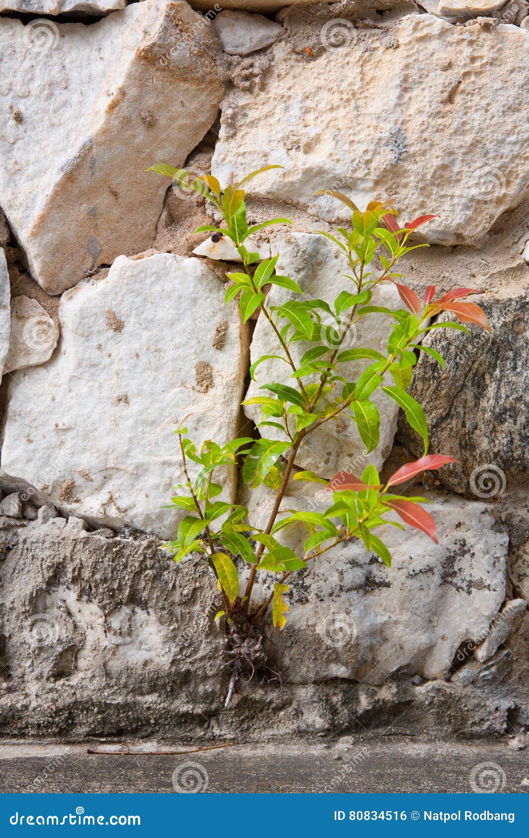 Plant Growing Rock Wall Stock Photos - Download 2,397 Royalty Free Photos