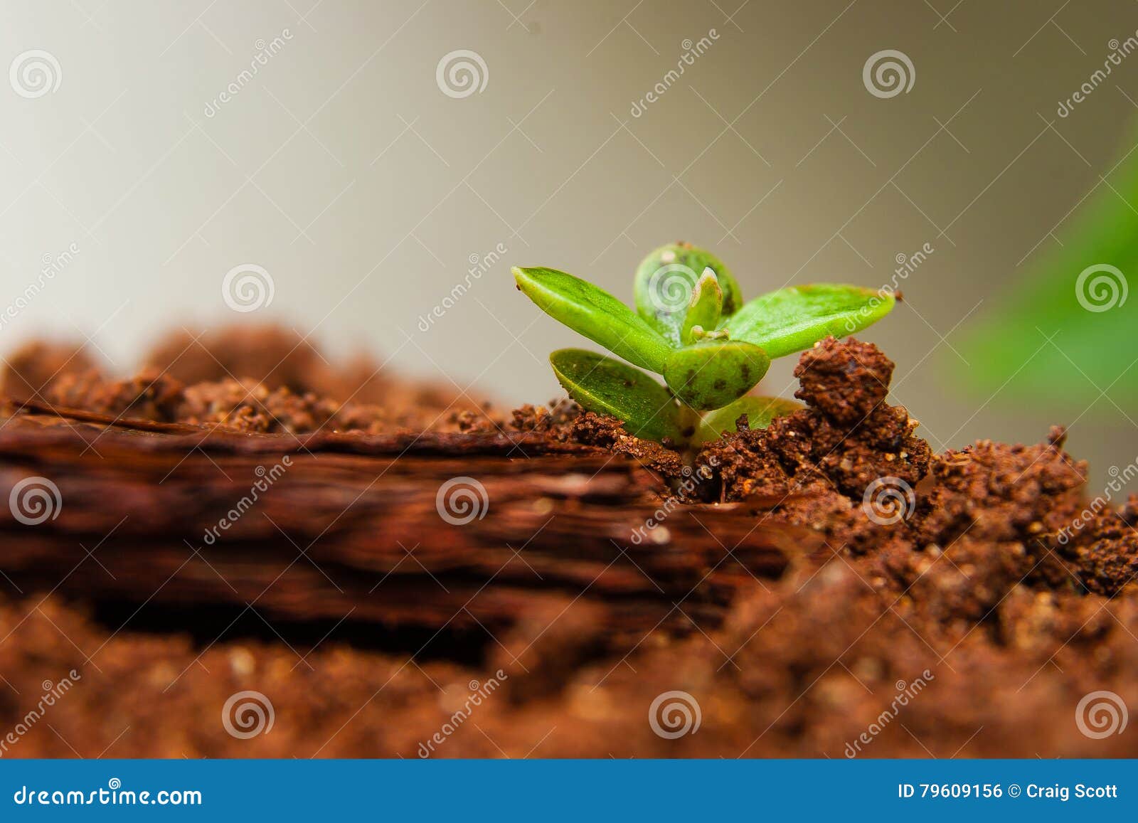 Small Plant Growing after Springtime. Stock Photo - Image of botany ...