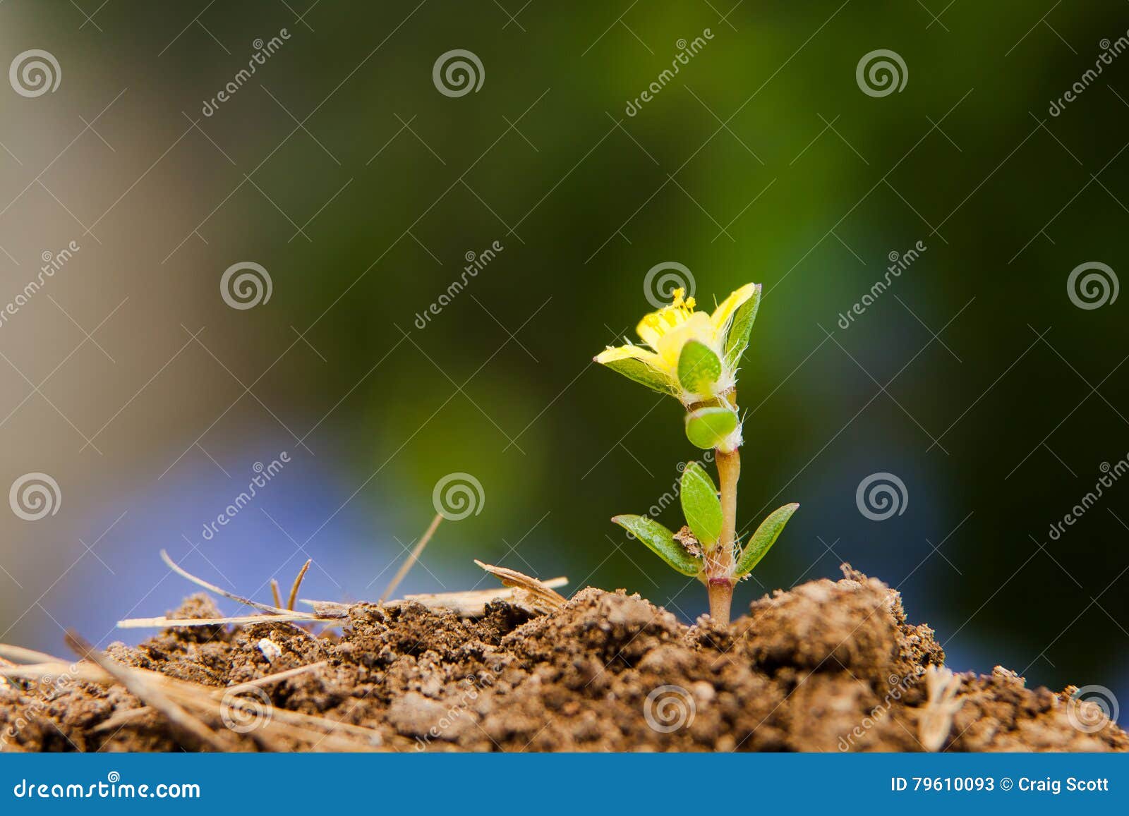 Small Plant Growing after Springtime. Stock Image - Image of root ...