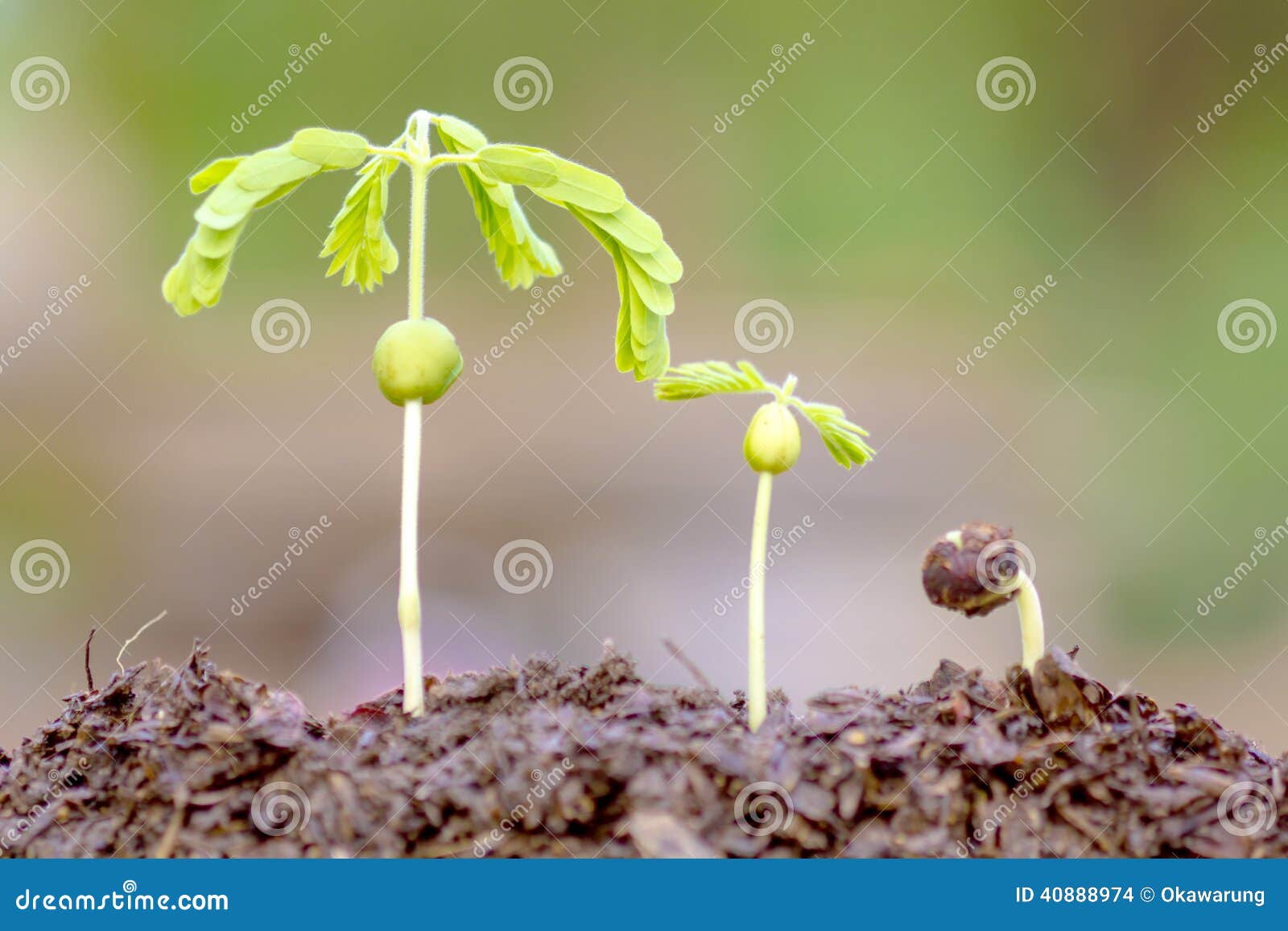 Small plant growing stock photo. Image of beginnings - 40888974