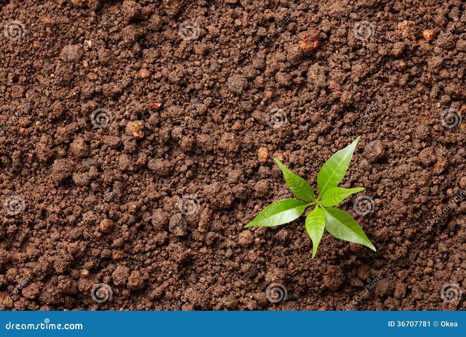 Small plant stock image. Image of leaf, growth, copy - 36707781