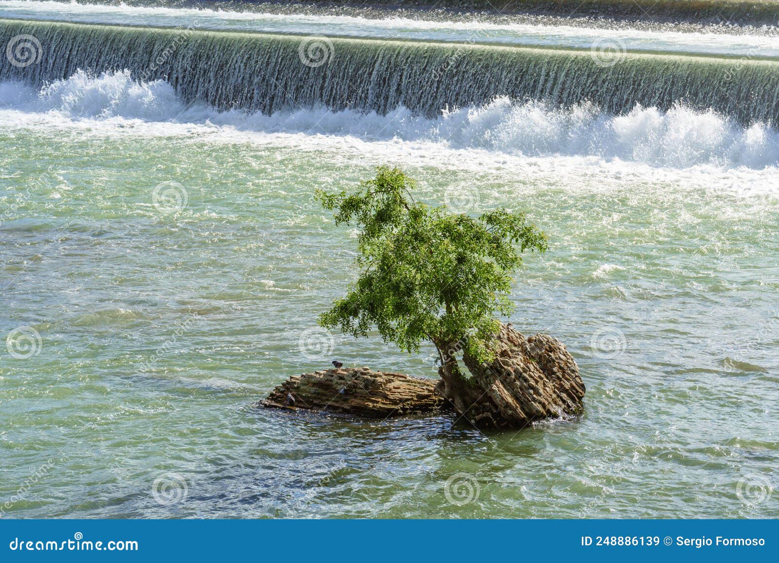 Isolated Little Tree on a River Rock Stock Image - Image of landscape ...