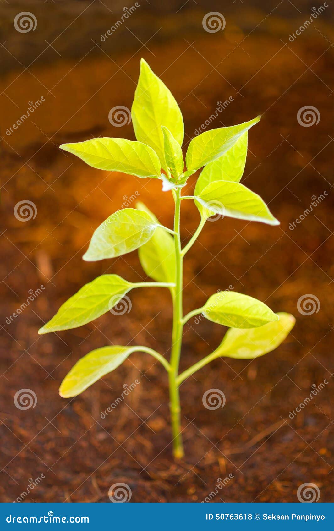 Small plant stock photo. Image of germinate, infertile - 50763618