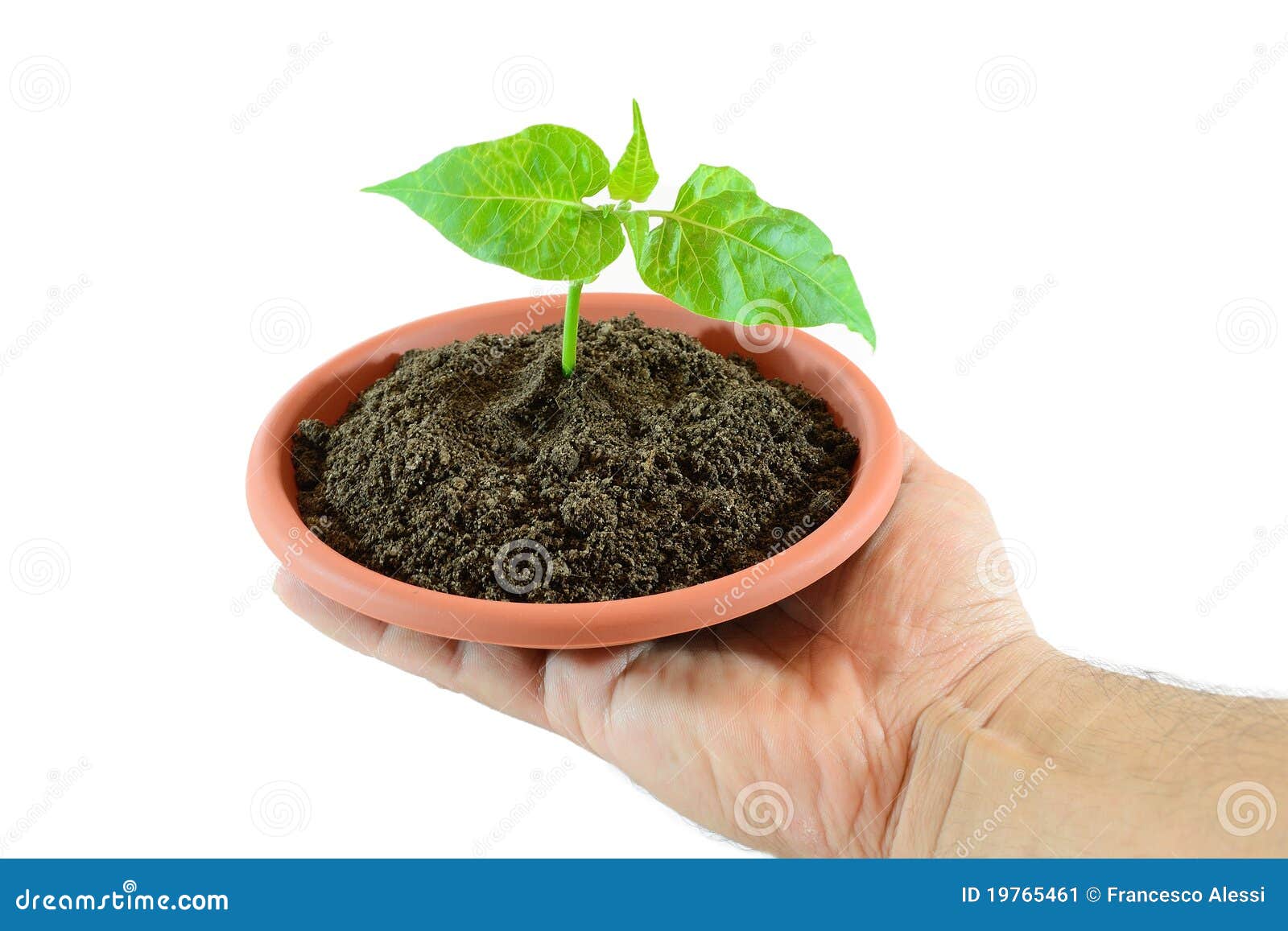 Small plant in hand stock image. Image of leaves, hold - 19765461