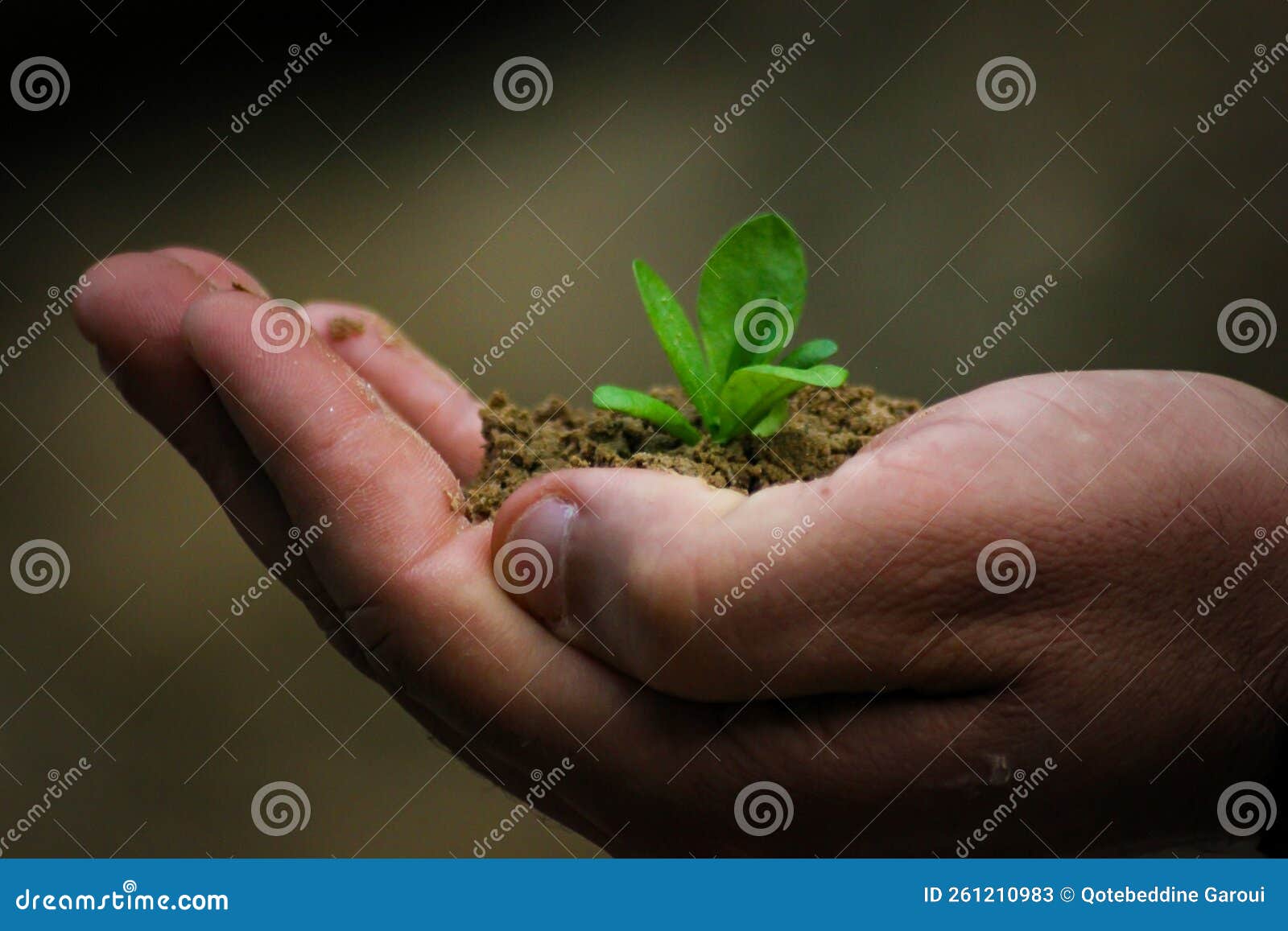 Small plant in hand stock image. Image of health, give - 261210983
