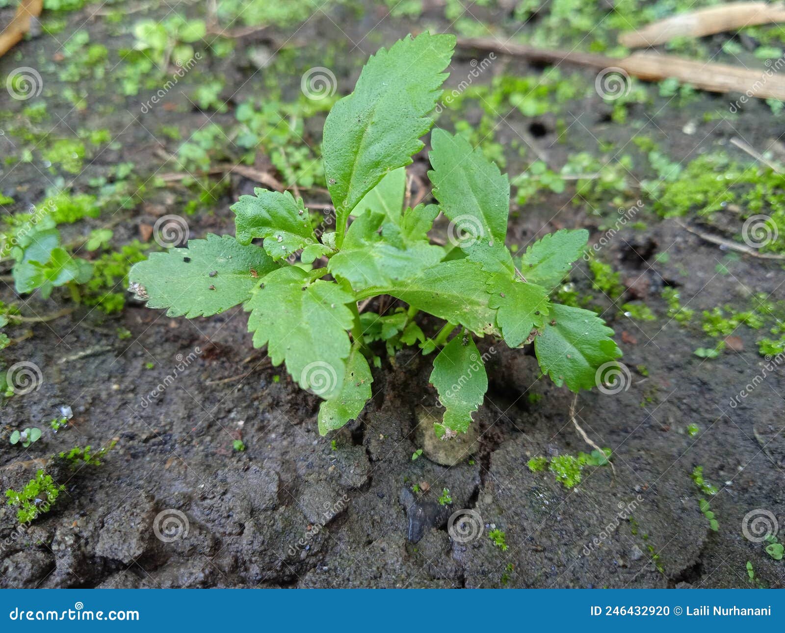 Small Plant Has S Benefit for Human Body Stock Photo - Image of herb ...
