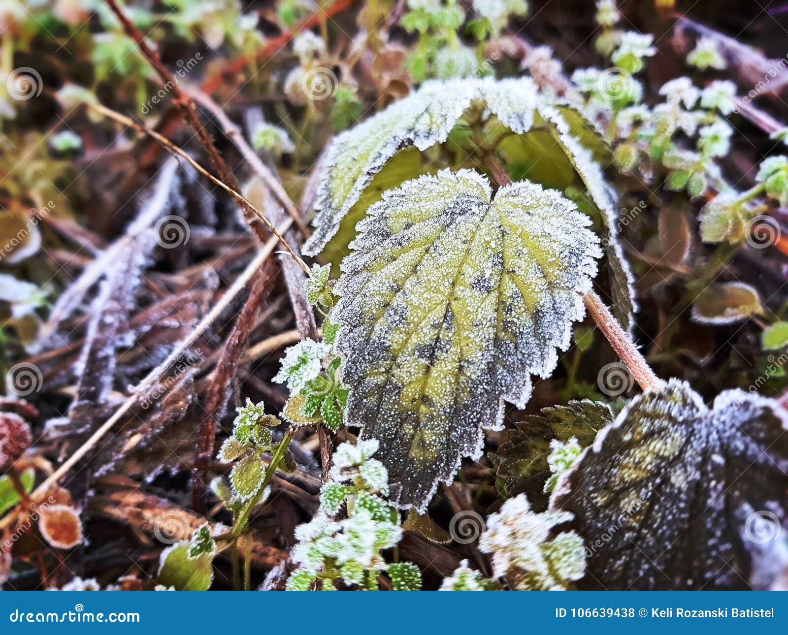 Winter vegetation stock photo. Image of cold, snow, plant - 106639438