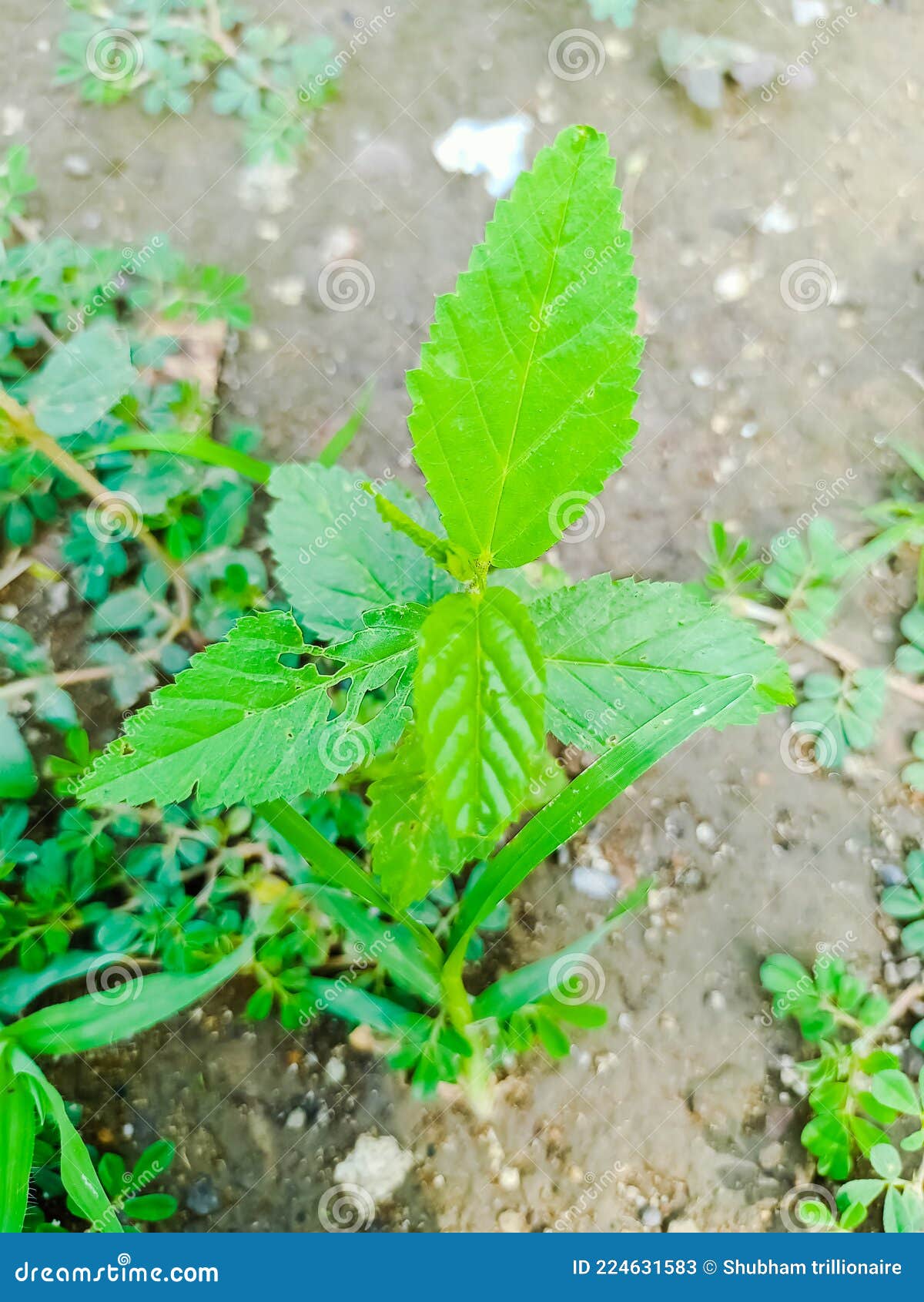Small Plant Leaf Photo, Green Leafy Image Stock Image - Image of leafy ...