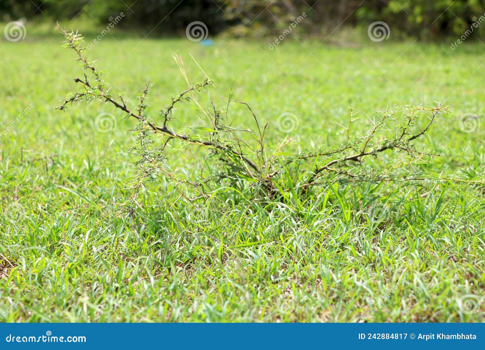 Small Plant with Leaf and Thorns on Green Grass Stock Image - Image of ...