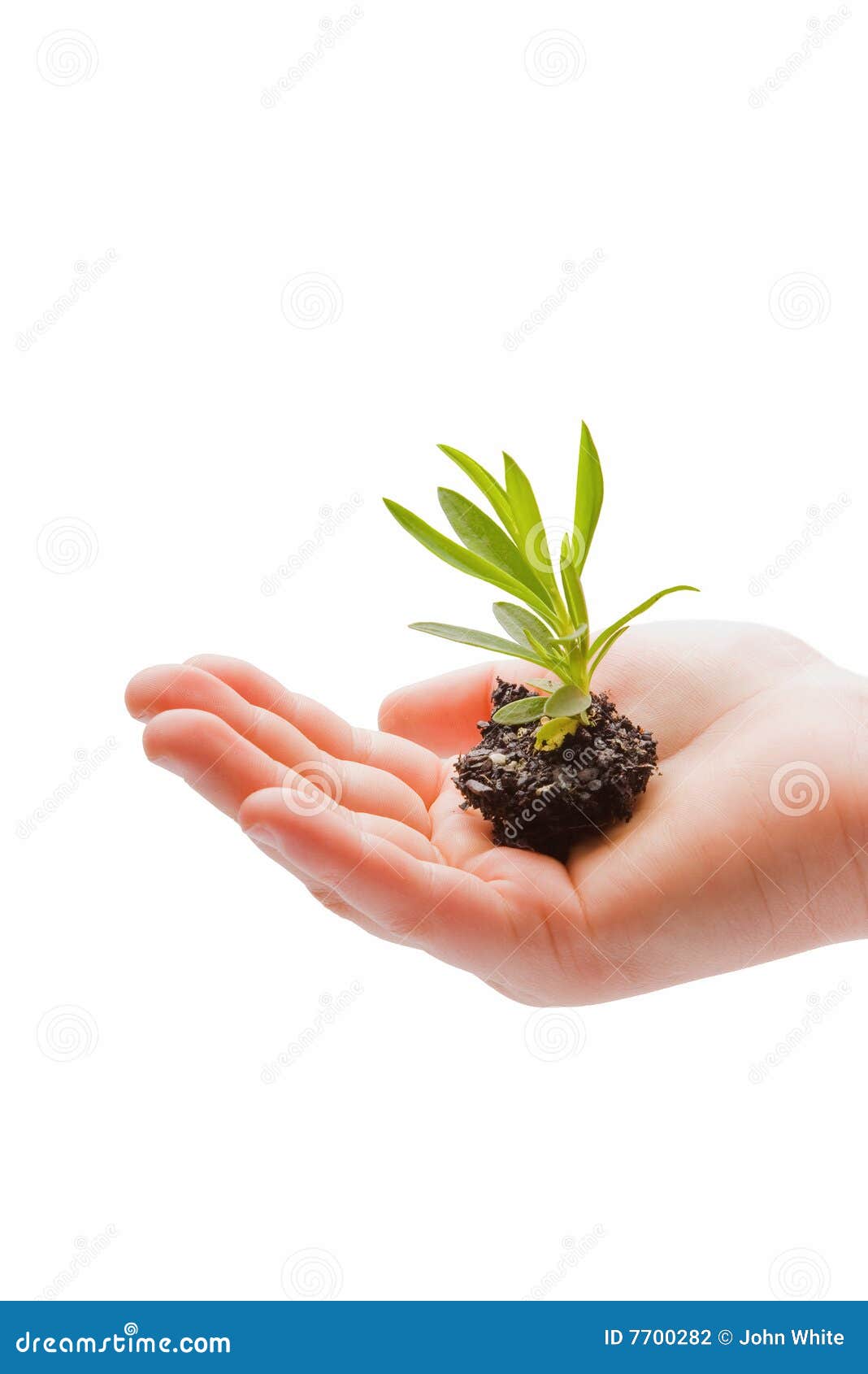 Small Plant Nurtured In A Childs Hand Picture. Image: 7700282