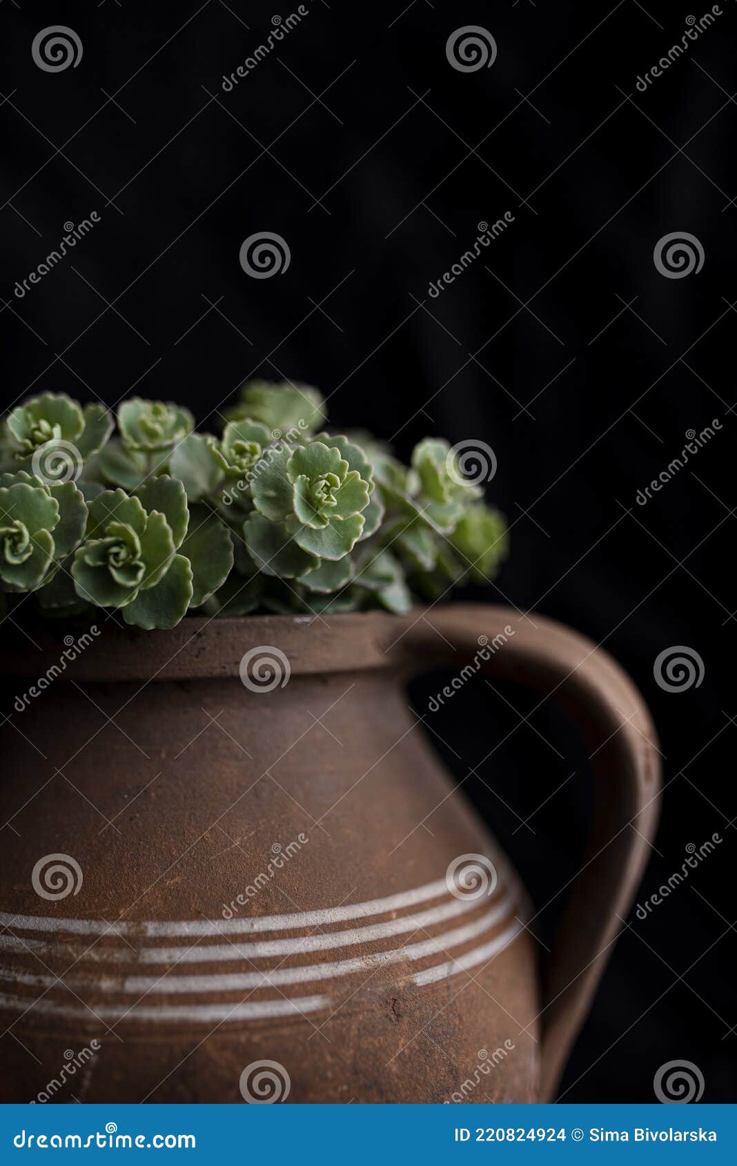 Small Plant in Pot on Black Background by Front View. Can Be Used As a ...