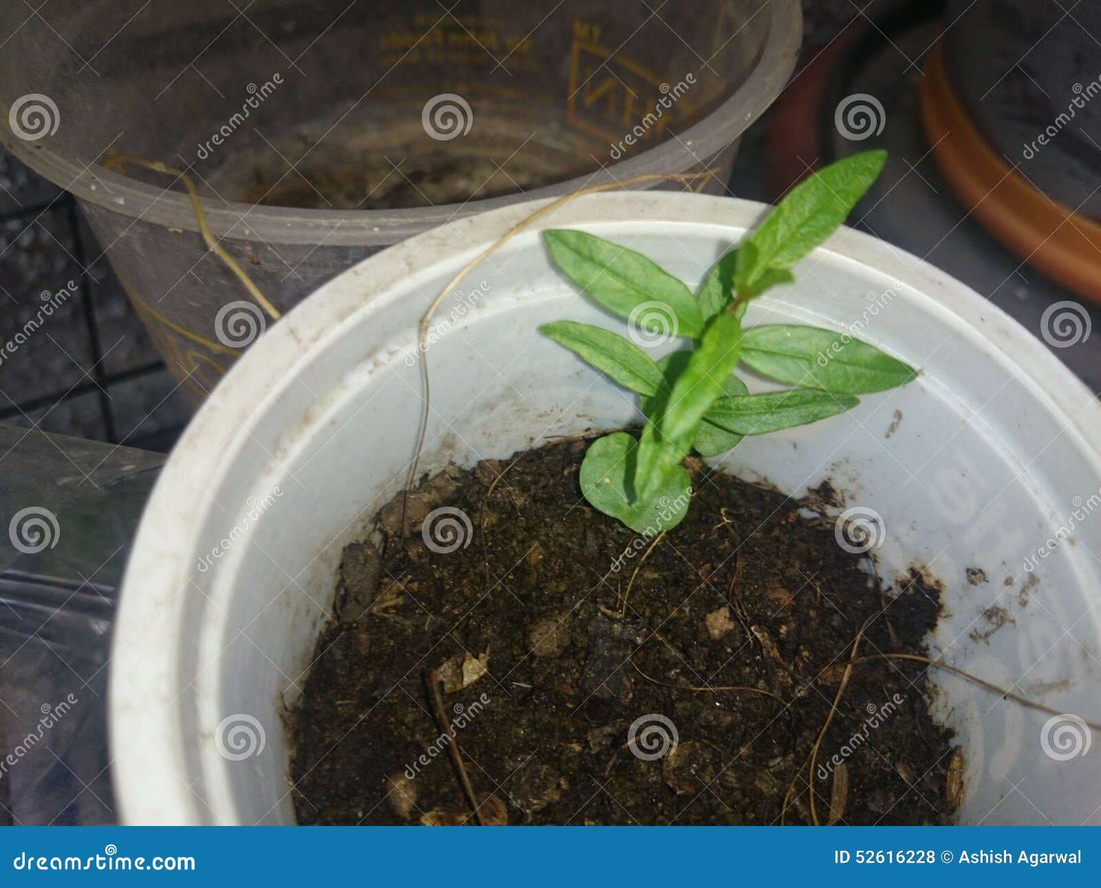 Small plant in a pot stock photo. Image of herb, home - 52616228