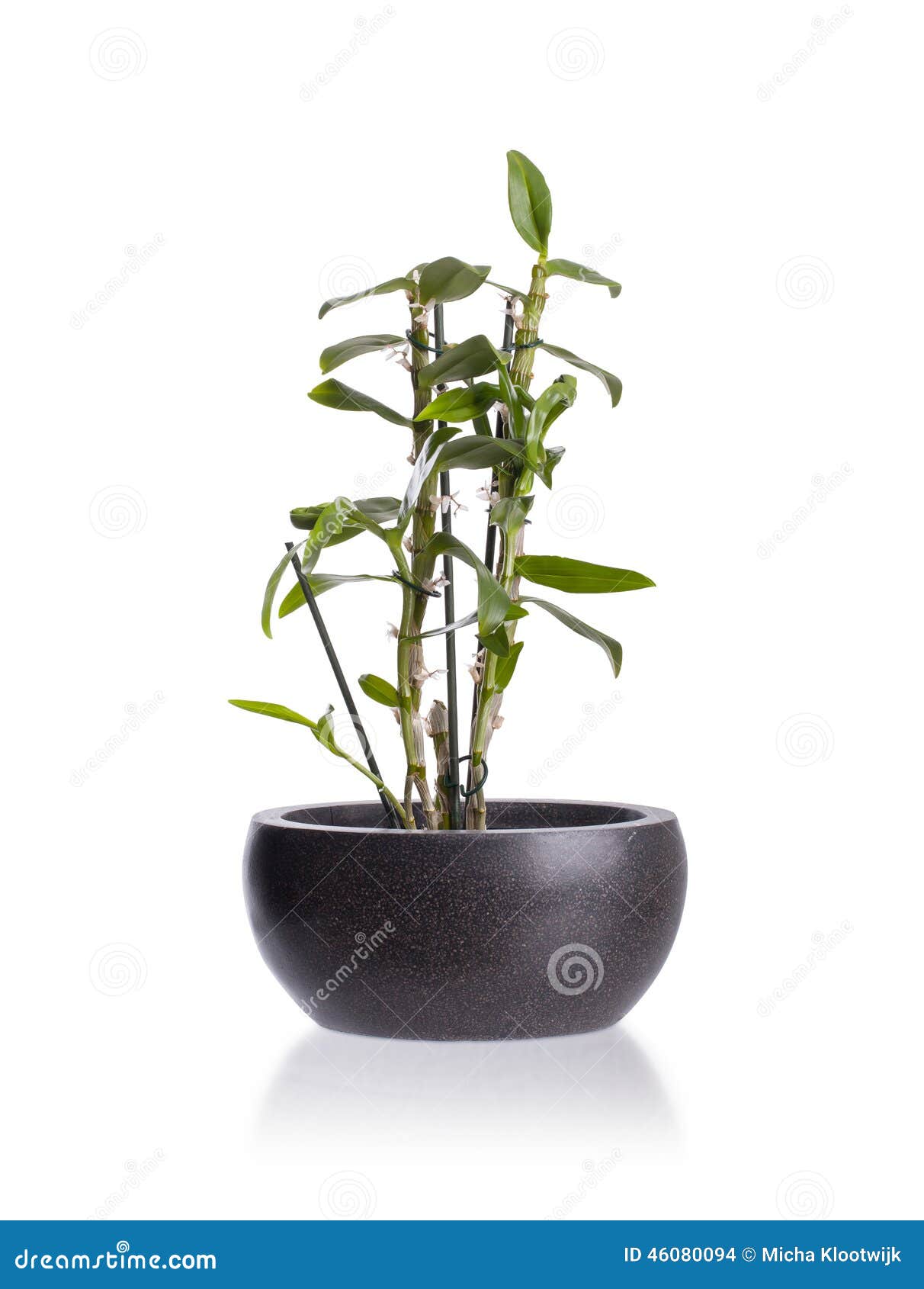 Small plant in a pot stock photo. Image of decorative - 46080094