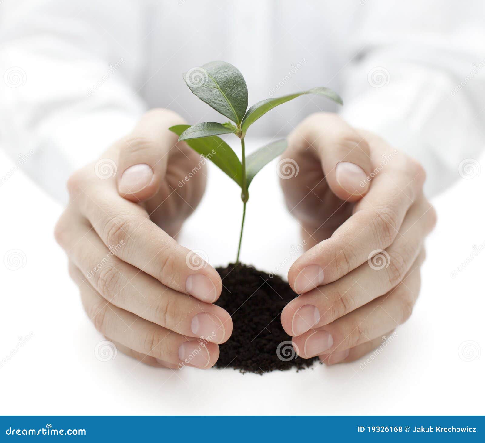 Small Plant Protected by Hands Stock Photo - Image of development ...
