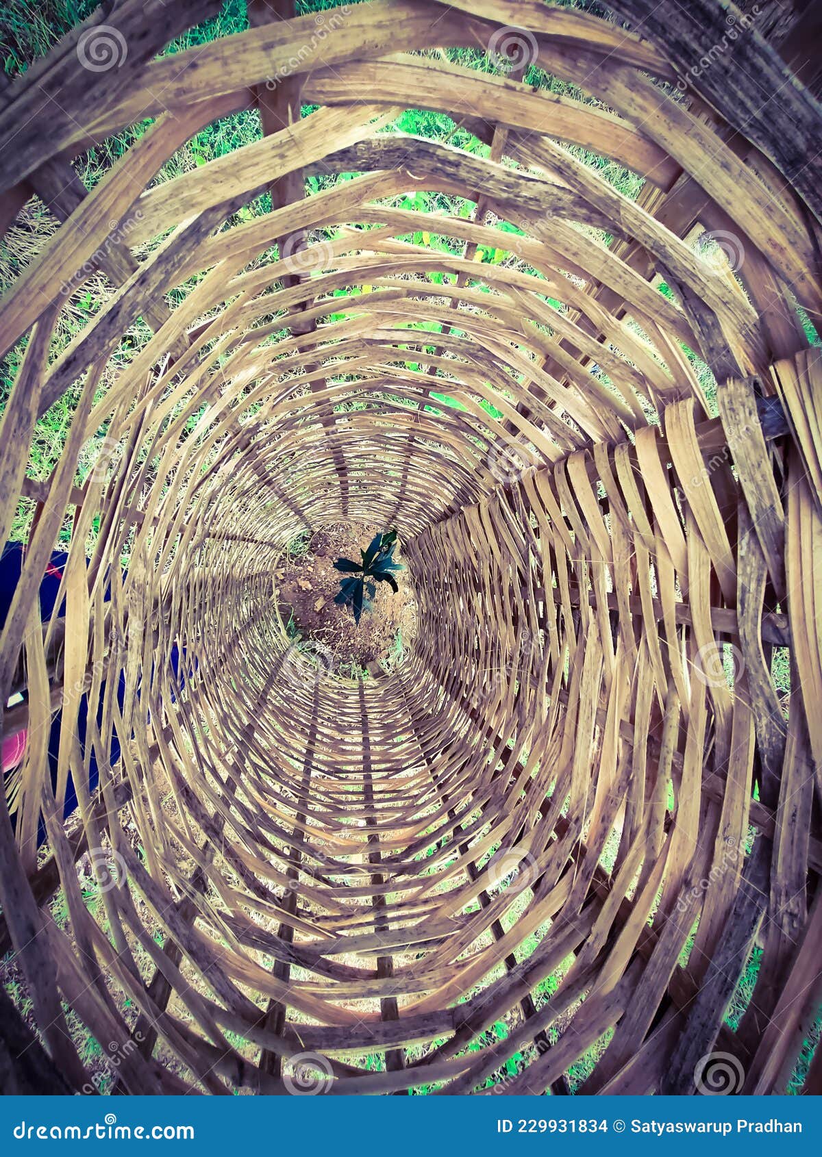 A Small Plant Protected by a Round Circular Structure Stock Photo ...