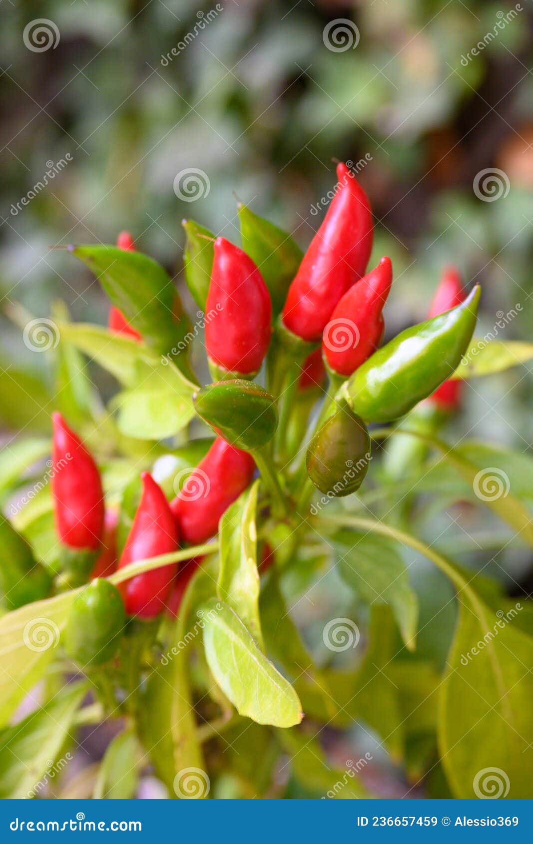 Small Plant of Red Chillies Stock Image - Image of freshness, condiment ...