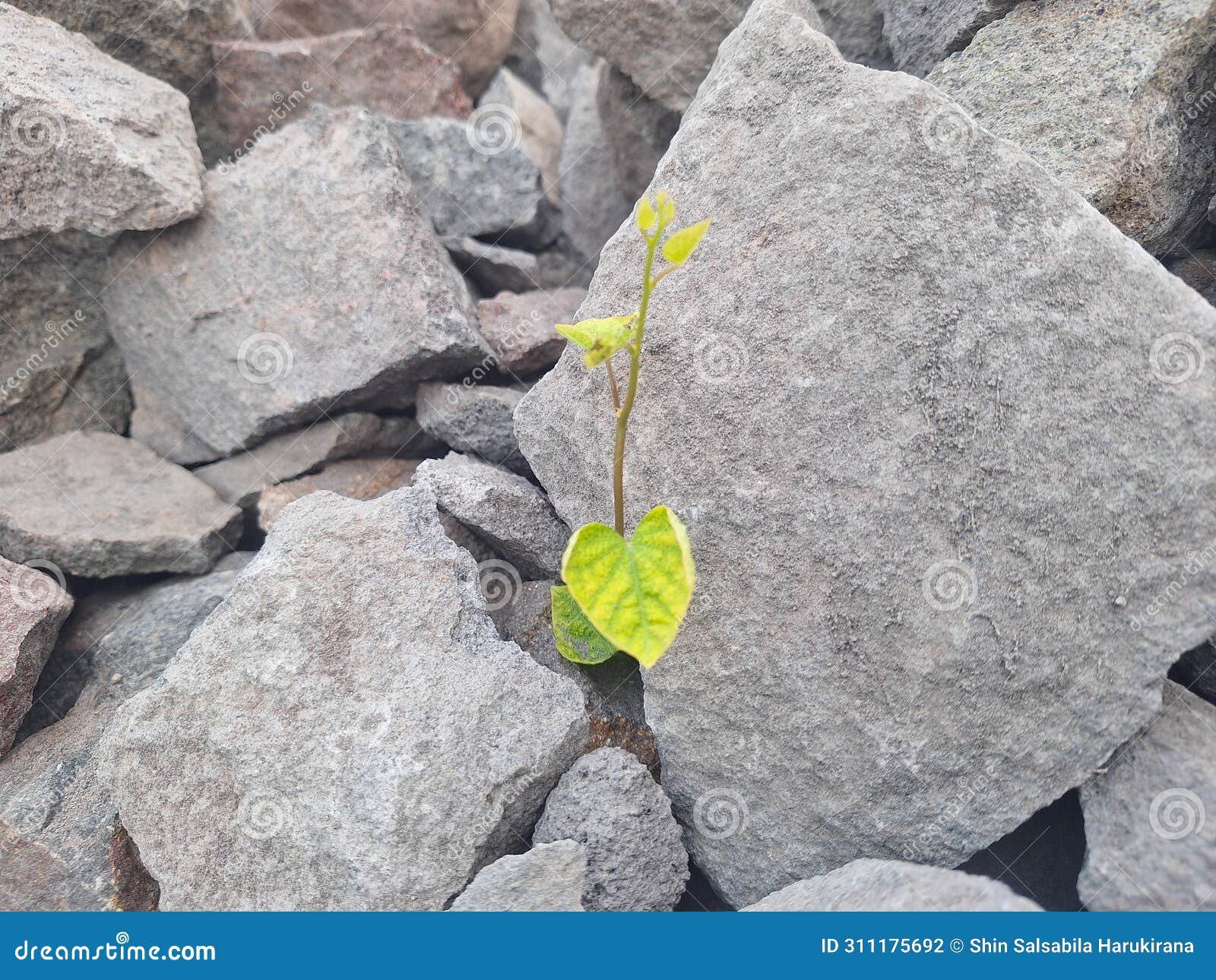 Small plant between rocks stock photo. Image of hard - 311175692