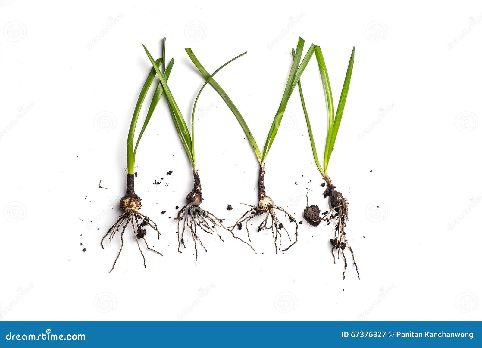 Small Plant with Root on White Stock Image - Image of life, tree: 67376327