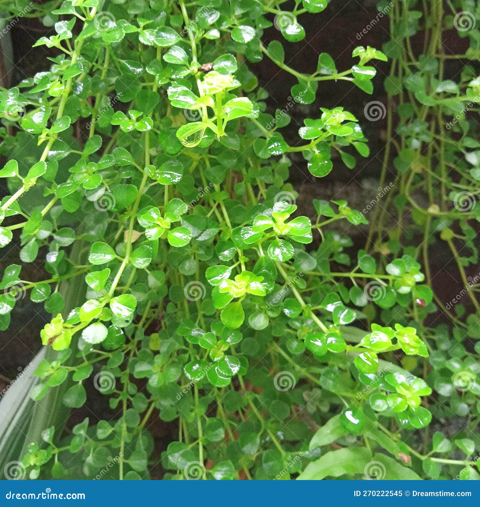 Small Plant with the Small Round Leaf Stock Image - Image of herb, tree ...