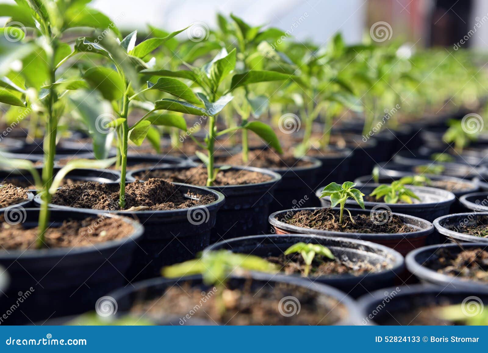 Small plant sapling stock image. Image of agriculture - 52824133