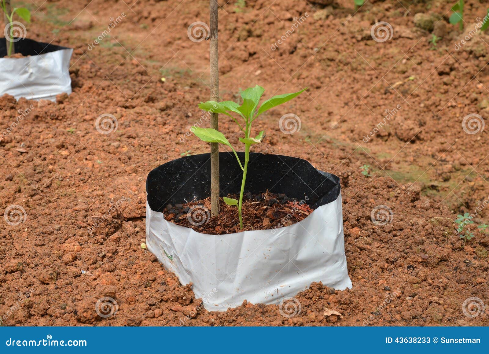 Small Plant, Sapling stock image. Image of ecology, concept - 43638233