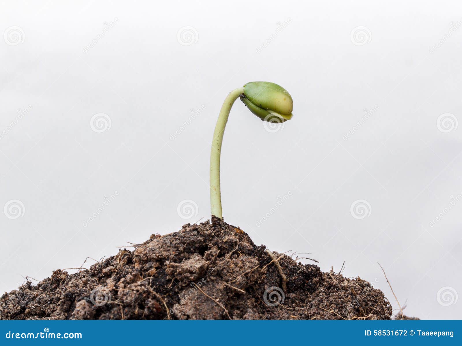 Small plant seedling close stock photo. Image of grow - 58531672