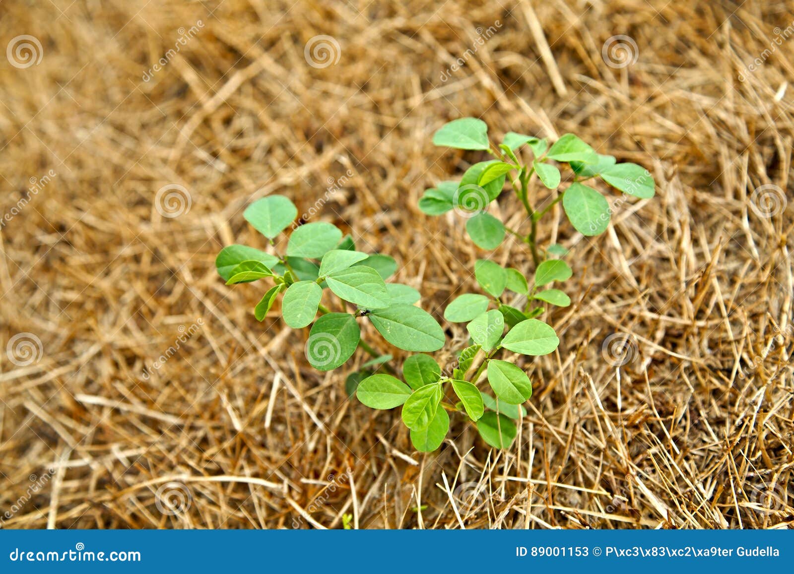 Small plant seedling stock image. Image of outdoor, small - 89001153