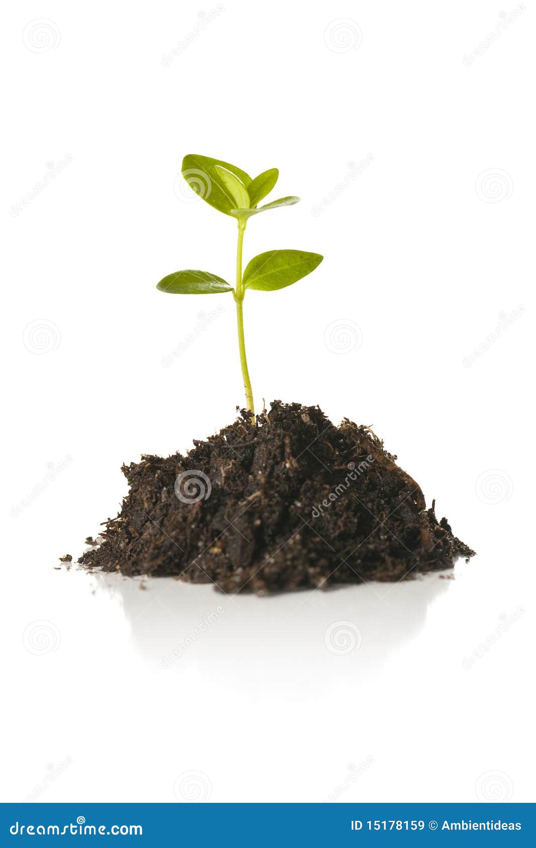 Man Plant Out A Seedling In The Vegetable Garden, Work The Soil With ...