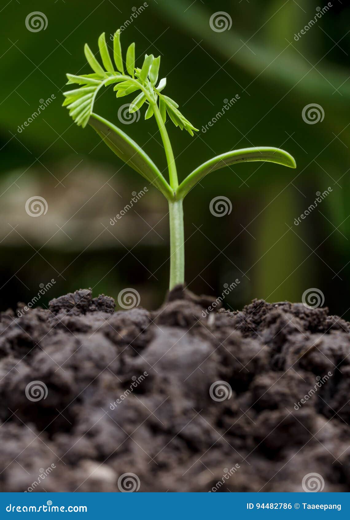Small plant seedling stock photo. Image of growing, seed - 94482786
