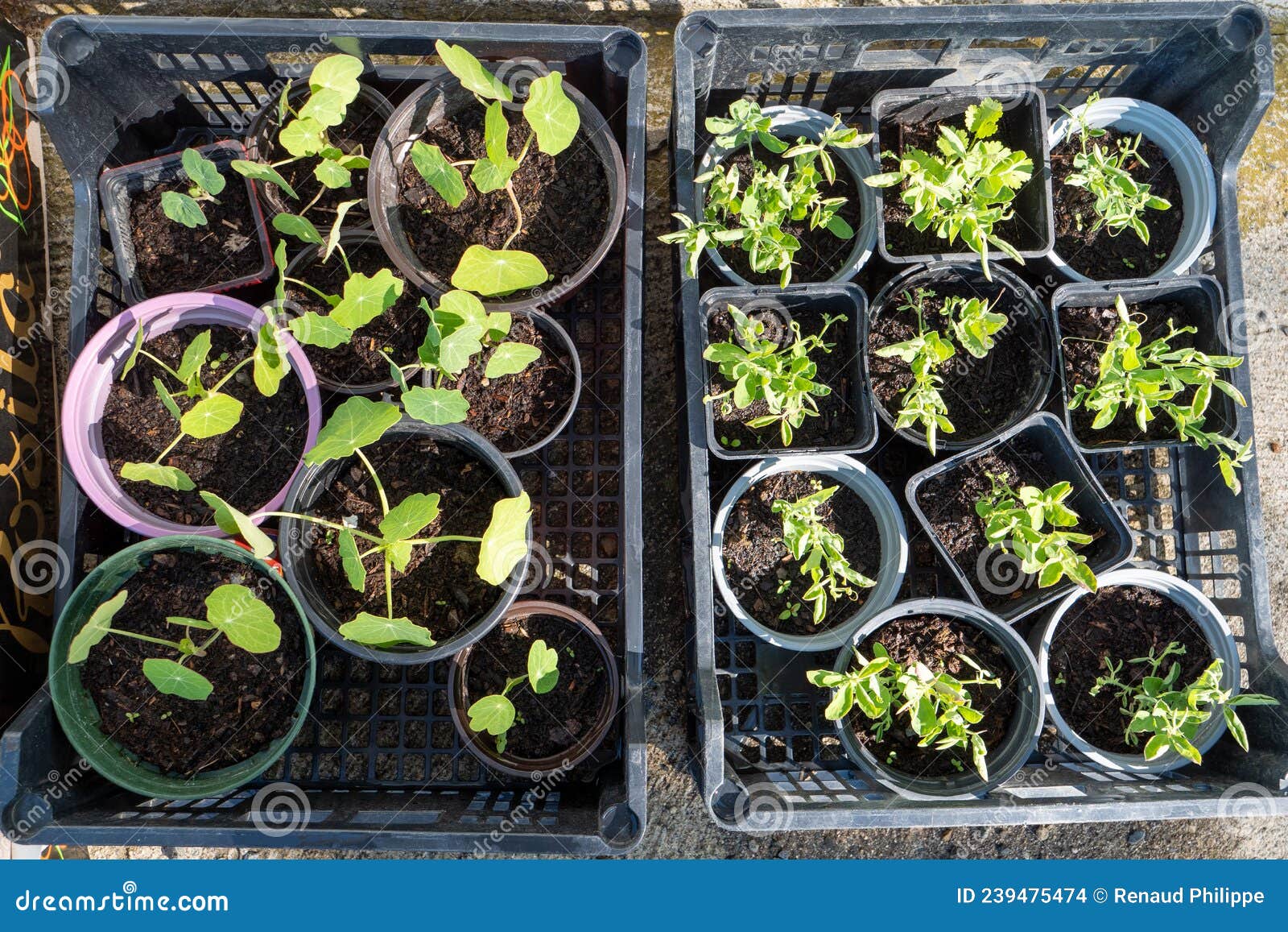 Small Plant Shoots for the Garden Stock Photo - Image of life, botany ...