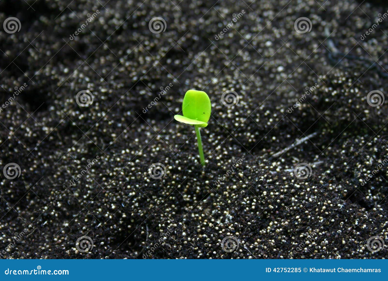 Small plant in soil stock image. Image of concept, season - 42752285