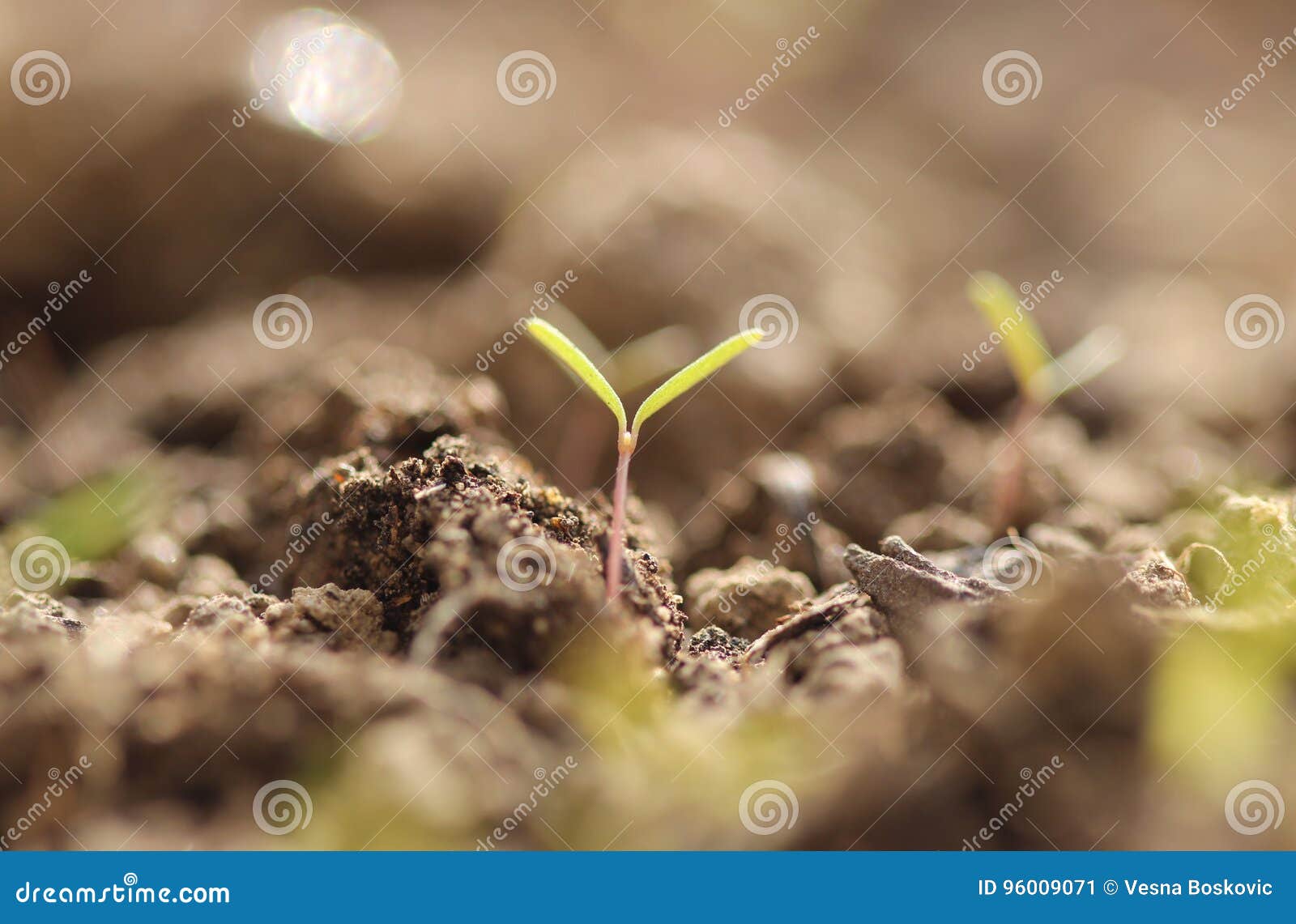 Small plant sprouting stock image. Image of growth, sunny - 96009071