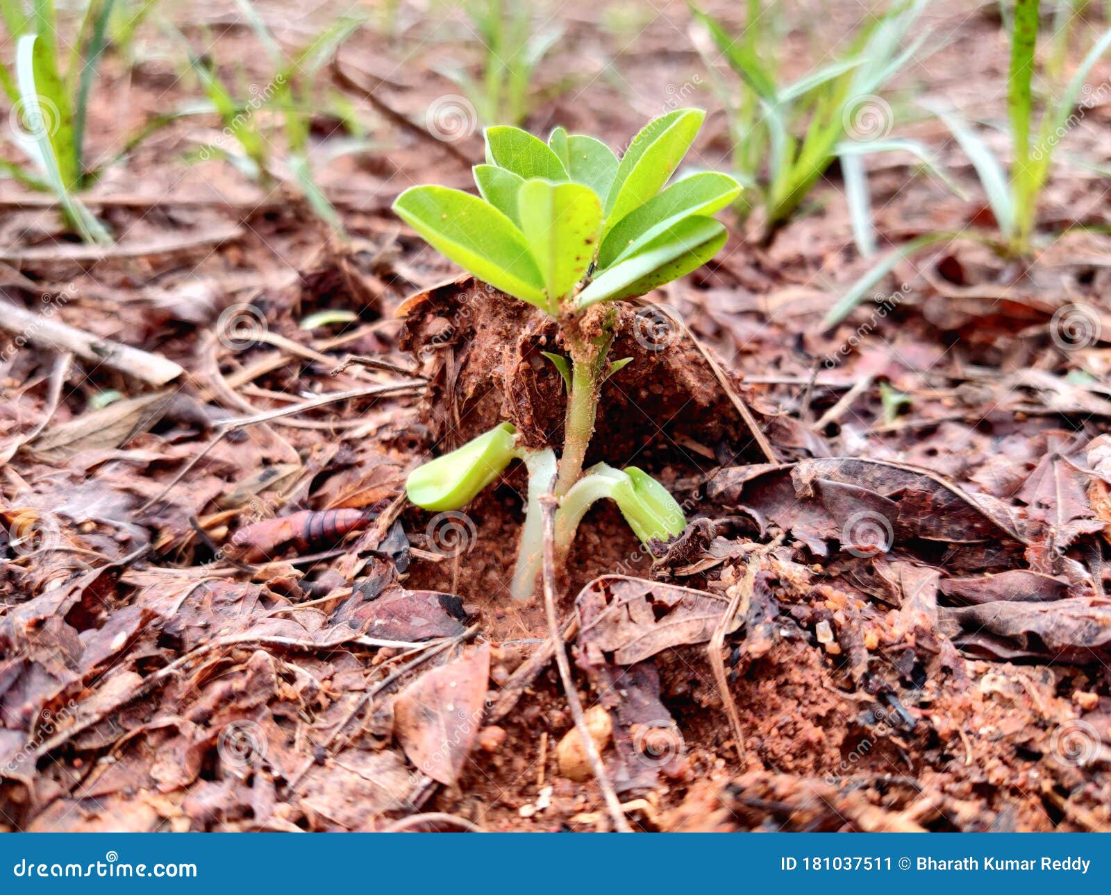 A Small Plant Sprouting from the Ground in the Field Stock Image ...
