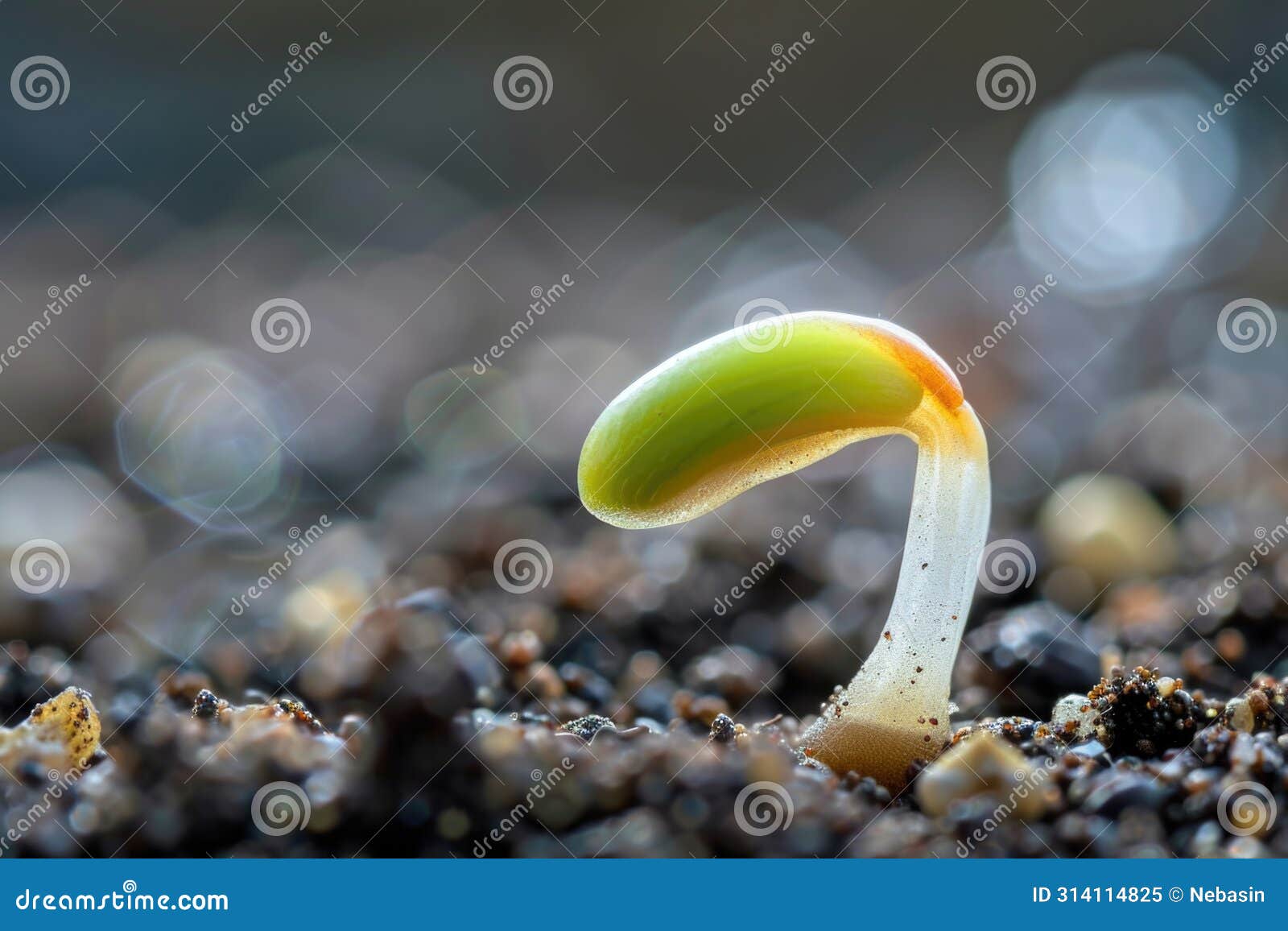 Process Of Growth According To Their Respective Abilities Stock Image ...