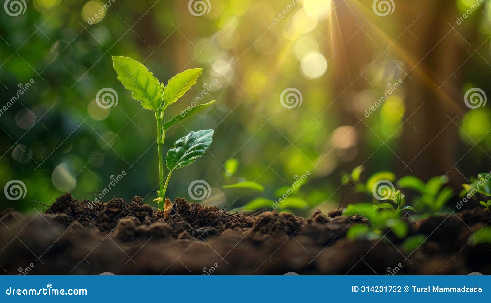 A Small Plant Sprouting from Soil Stock Photo - Image of development ...