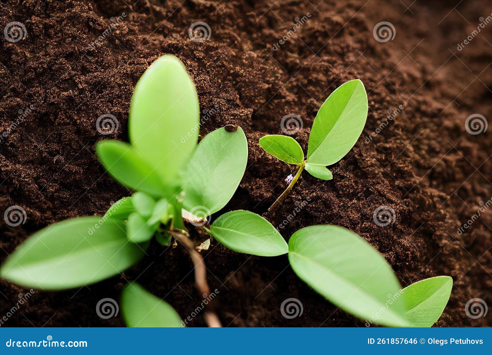 A Small Plant Sprouts from the Ground in the Dirt Stock Photo - Image ...