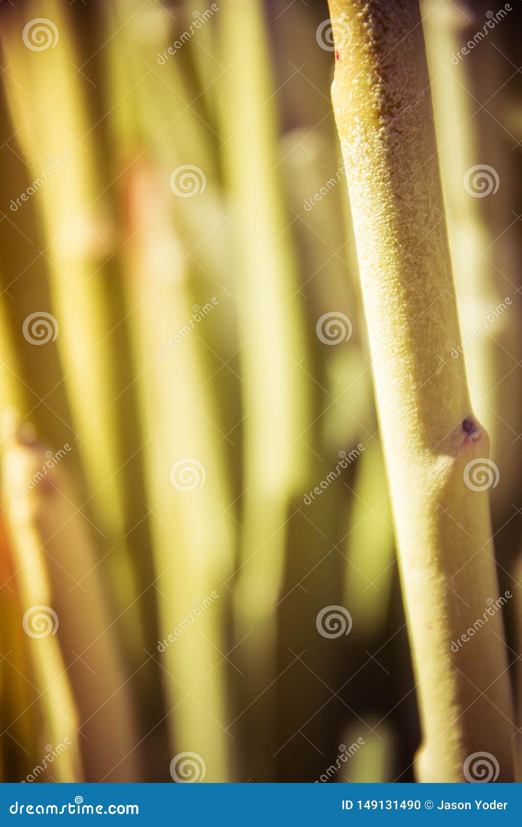 Small Plant Stem Detail stock photo. Image of botanical - 149131490