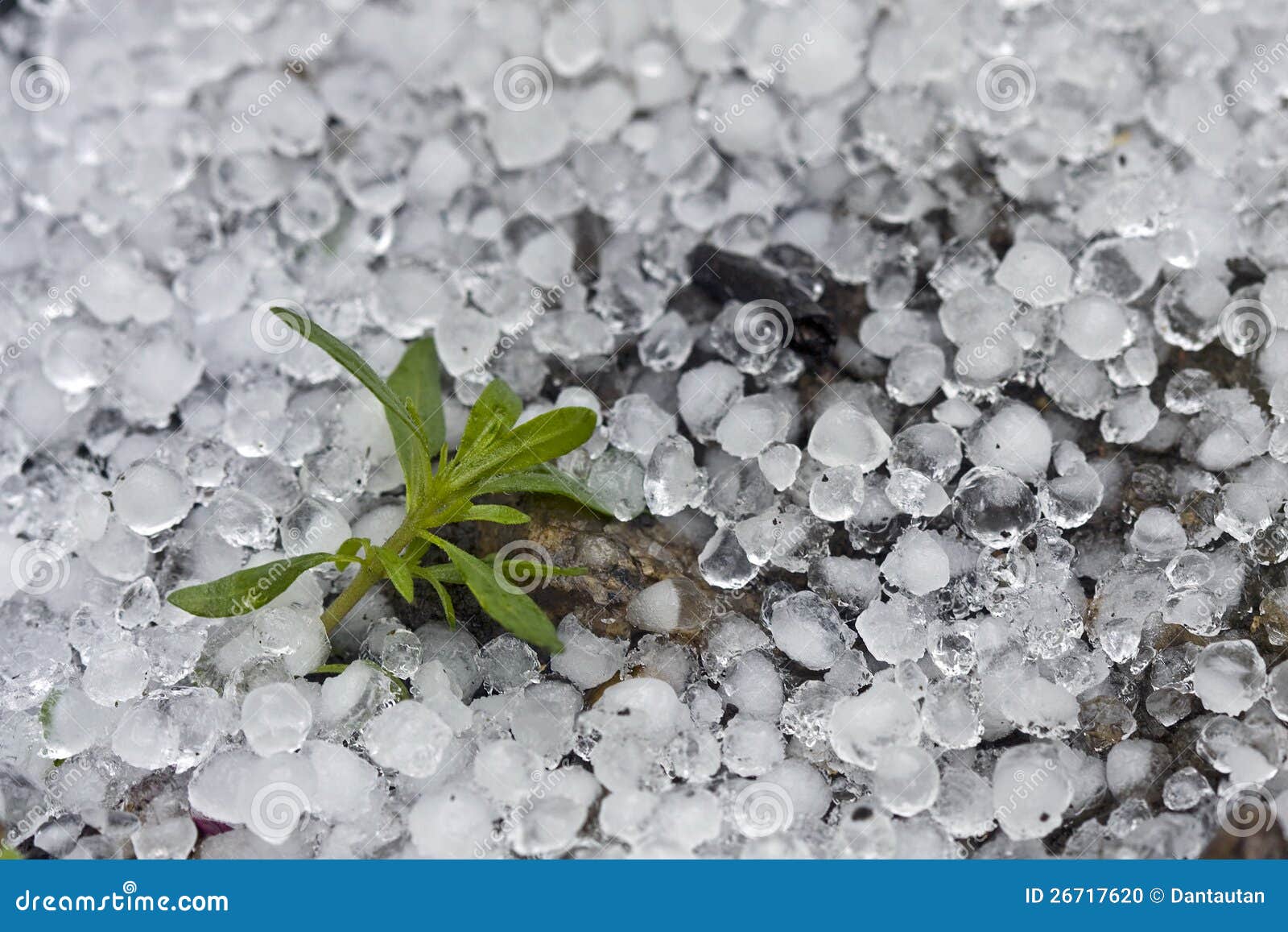 A Small Plant Surrounded by Hail Stock Photo - Image of hailstorm, crop ...