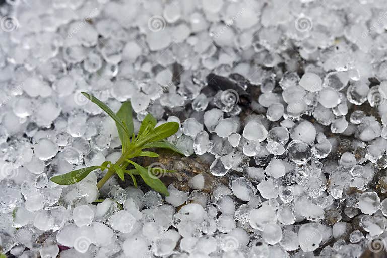 A Small Plant Surrounded by Hail Stock Photo - Image of hailstorm, crop ...
